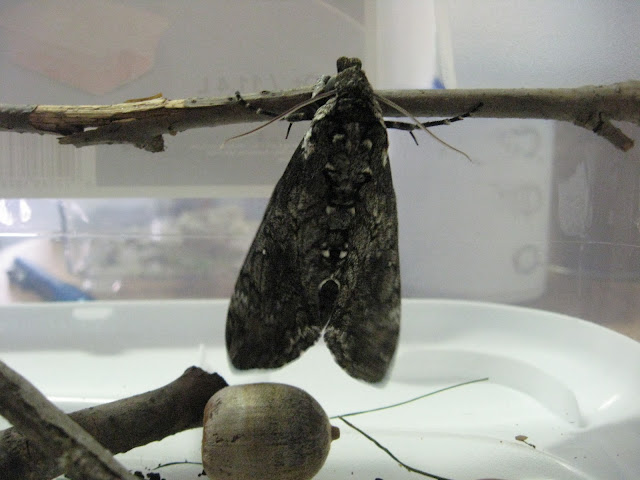 Normal Biology: It's Hard to be a Hornworm