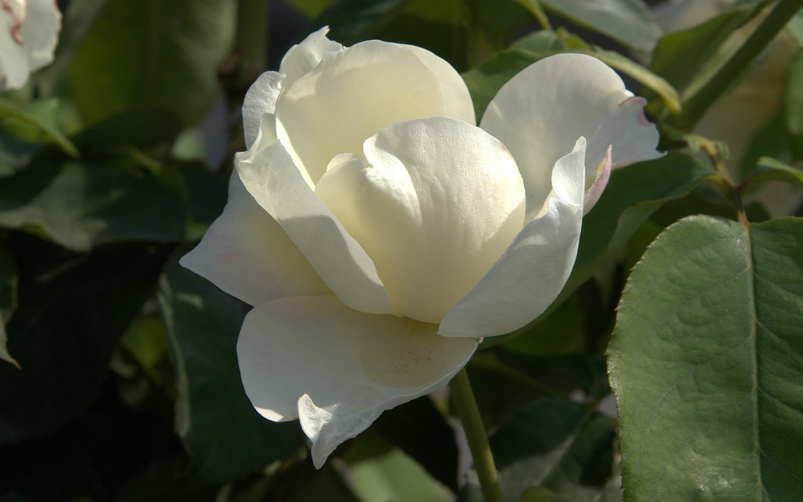 las flores: Rosa blanca