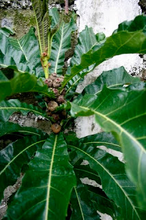 Gardencore: Lubi-lubi (Ficus pseudopalma)