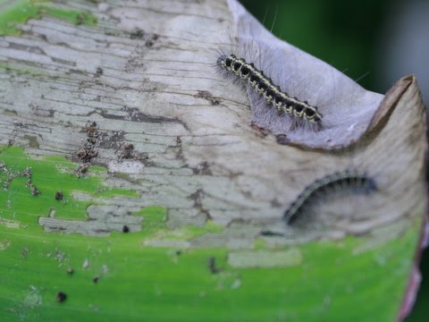 Gardencore: Higad Time Again