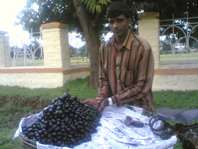 M A S T H - M Y S O R E: Nerale Hannu - Jambhul Fruit!!