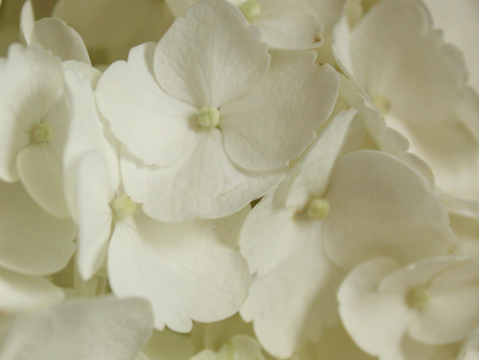 what-the-camera-sees-fleur-de-papier