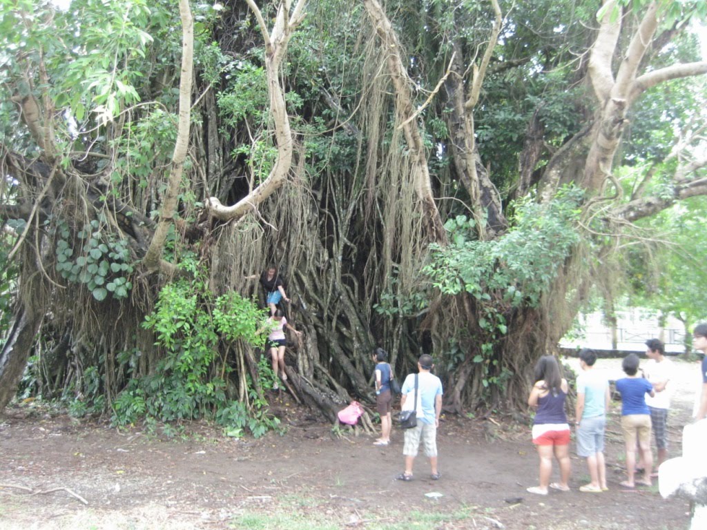 Trese: The Oldest Balete Tree in Baler