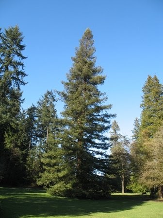 The World´s Tree Species: Coastal Redwood tree - Sequoia sempervirens