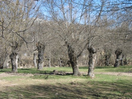 The World´s Tree Species: Pollarding of European Ash trees in Spain