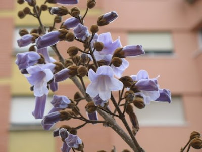 blue bell tree - Captions Cute Viral