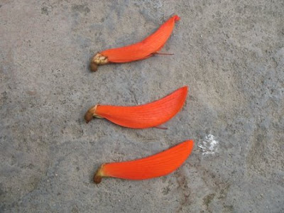 The World´s Tree Species: Coral tree - Erythrina lysistemon