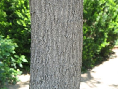 The World´s Tree Species: Brazilian Orchid tree - Bauhinia forficata