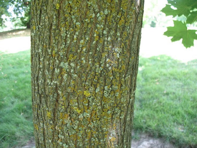 Images and Places, Pictures and Info: norway maple bark