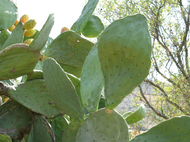 The World´s Tree Species: Prickly Pear or Barbary Fig - a tree like cactus