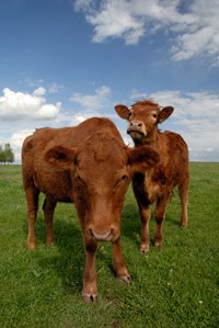 Extensor: Two Cow Capitalism (A Simple Lesson in Economics)