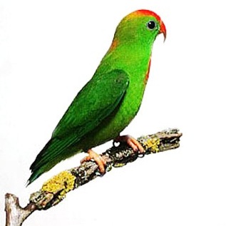 Marinduque Rising: Kulasisi for you