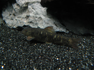 ASOCIACION DE ACUAROFILIA SAJA: Garra Rufa, el pez doctor