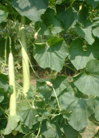 Recipes I Enjoy: Cucuzza