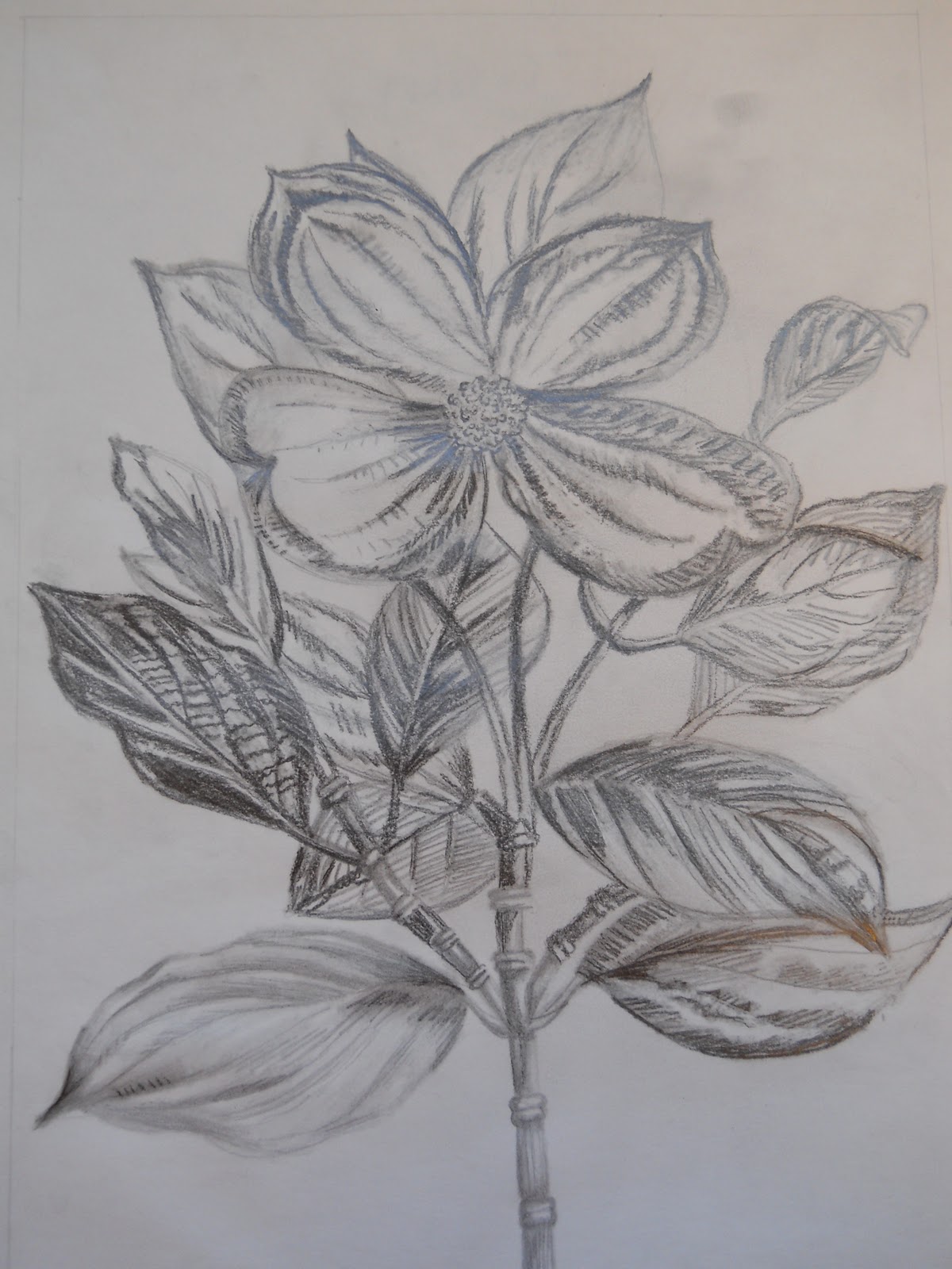 CREATIVE EXPRESSIONS: High School Art Students-Drawing from Nature and ...