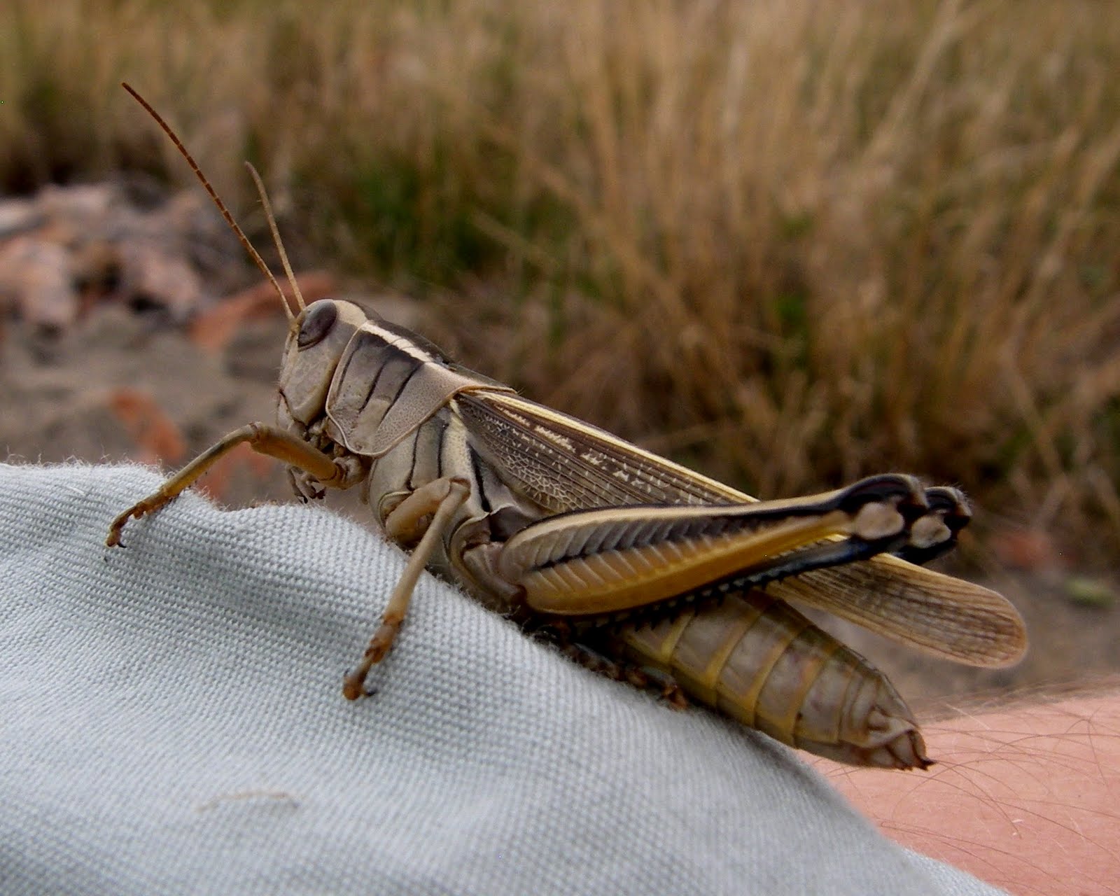 Colorado Fly Fishing Reports: The Locusts are Coming!