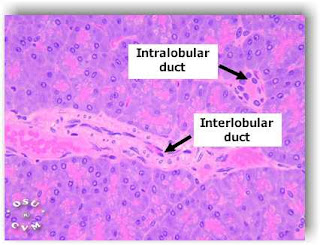 colleenbuckleybiol3500: Ducts