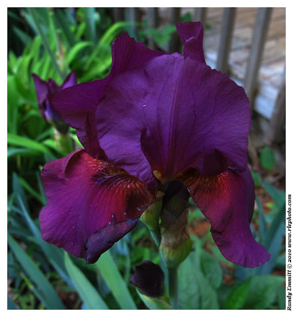 Randy & Meg's Garden Paradise: May 2010