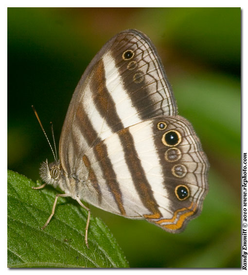 Randy & Meg's Garden Paradise: Satyr Butterflies from Belize