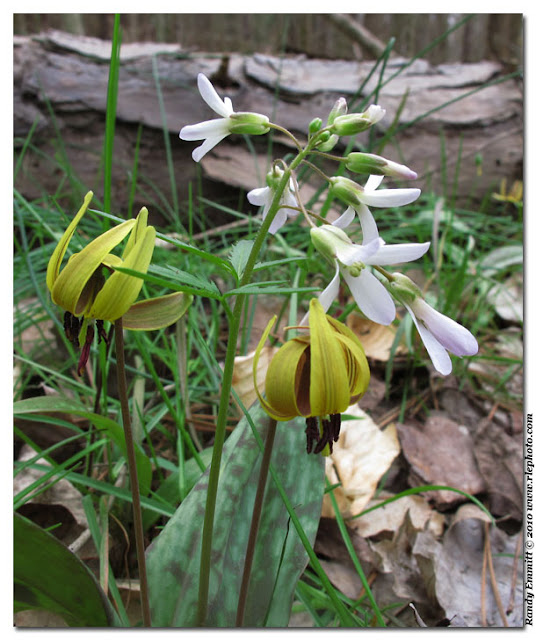 Randy & Meg's Garden Paradise: Spring Wildflower: Cut-leaf Toothwort