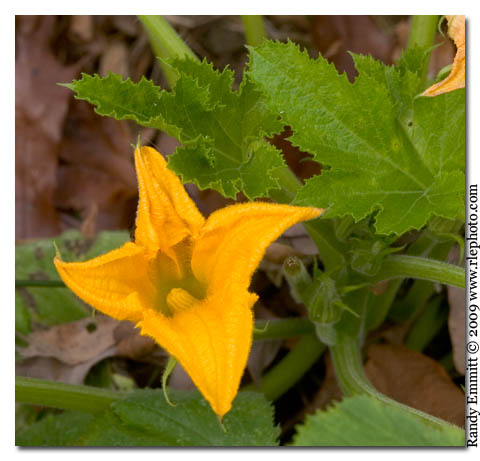 Randy & Meg's Garden Paradise: Still Blooming in Paradise