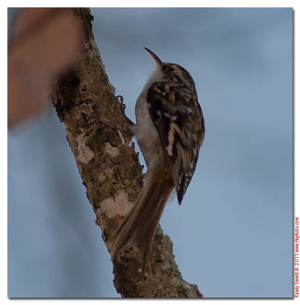 Randy & Meg's Garden Paradise: Tree Walkers