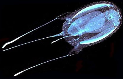 The Box JellyFish: The Box JellyFish