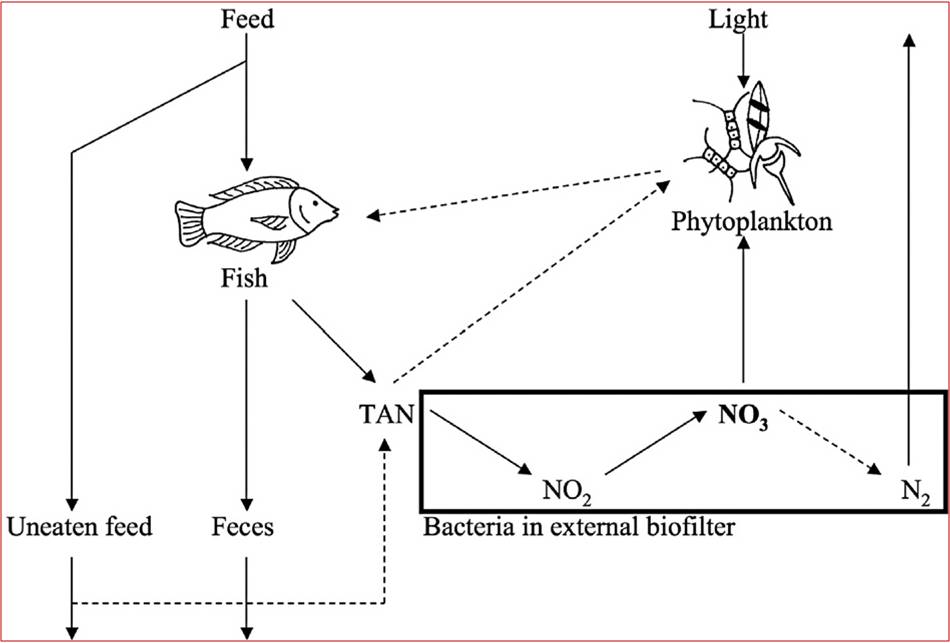 TENTANG BUDIDAYA IKAN: APA YANG ANDA TAHU TENTANG TEKNOLOGI : BIOFILTER ...