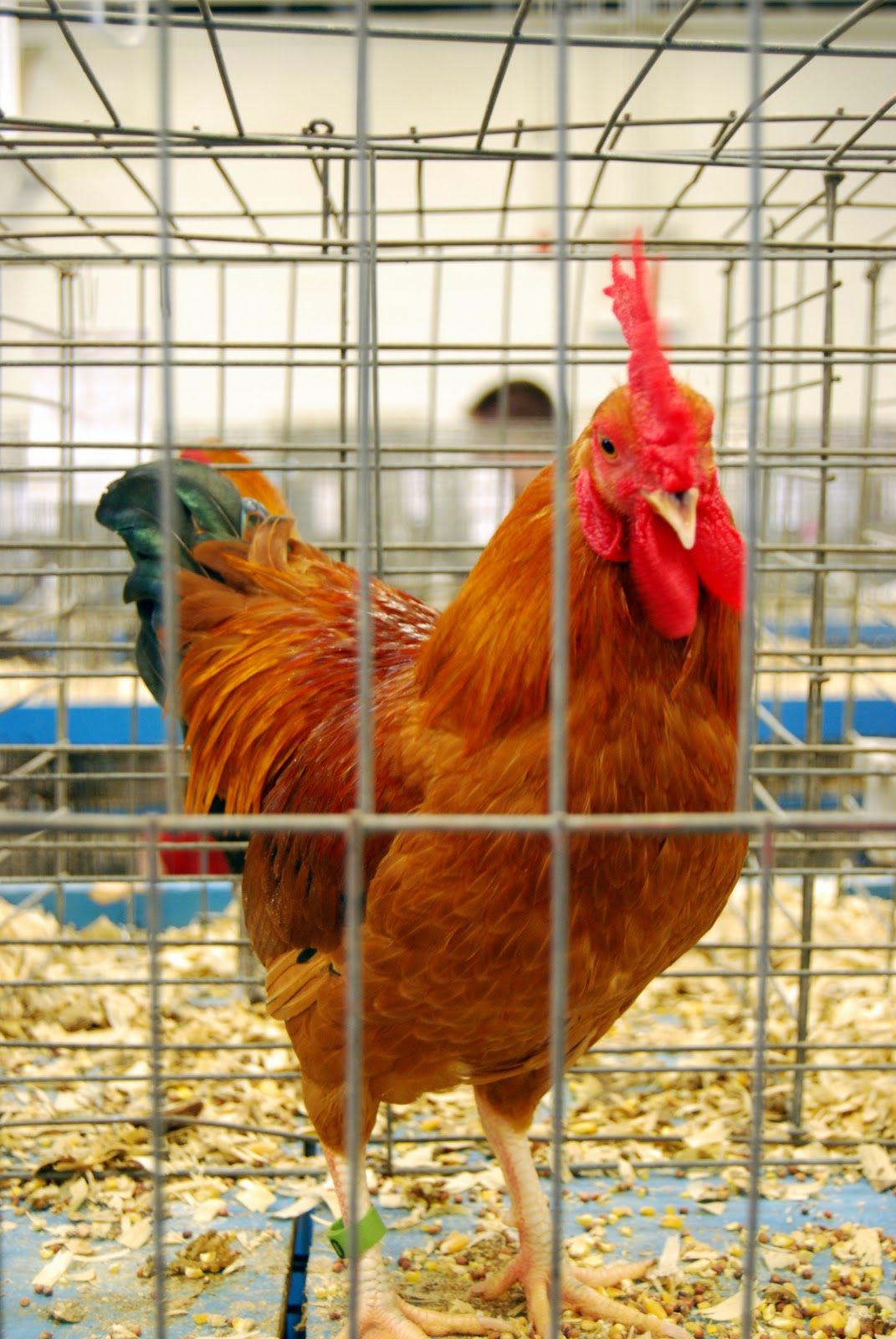 Cottage Industrious: Giant Pumpkins, Mutant Chickens and Pronto Pups