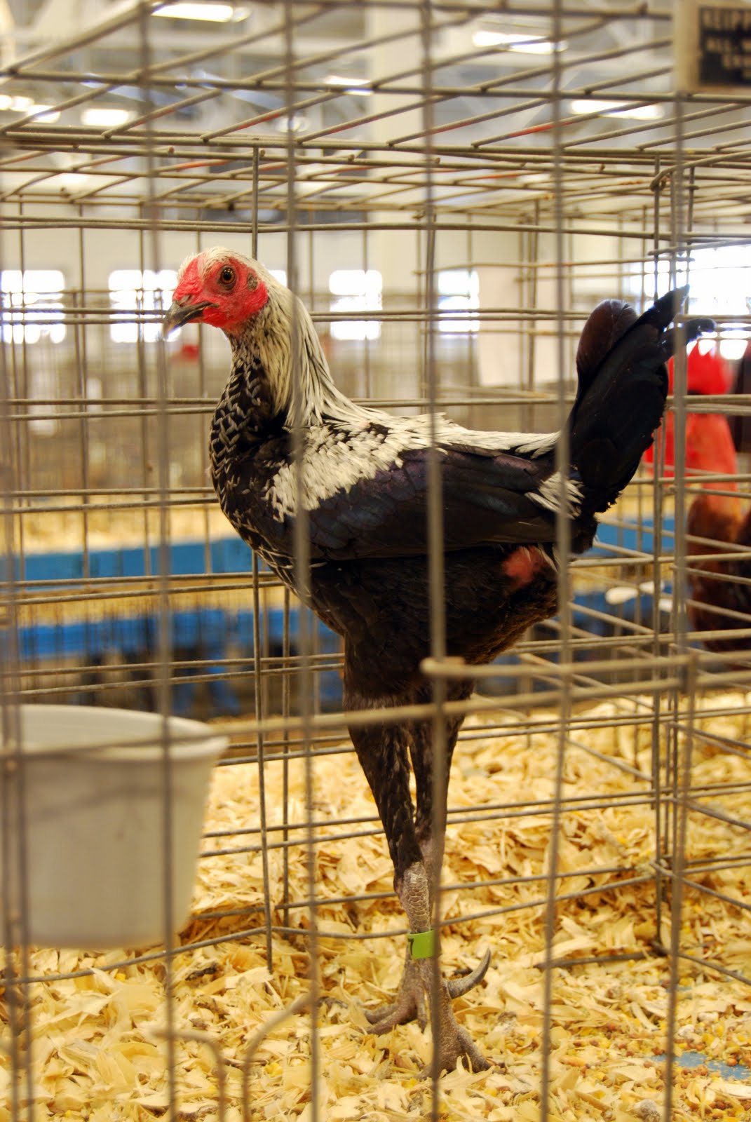 Cottage Industrious: Giant Pumpkins, Mutant Chickens and Pronto Pups
