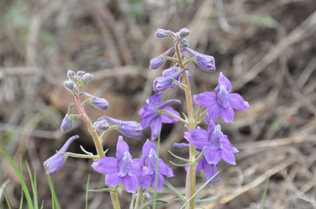 The Big Trip: Yellowstone Plants