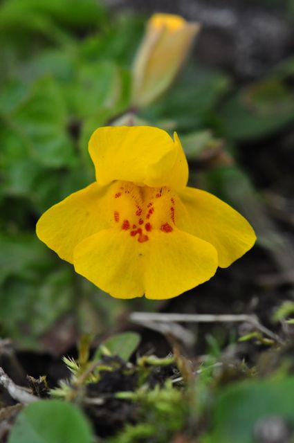 The Big Trip: Yellowstone Plants