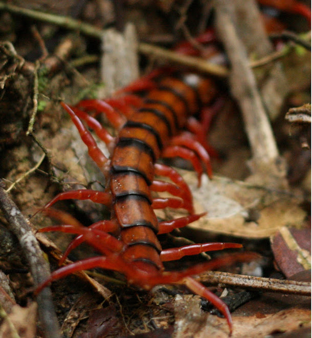 PacatDiKualaLumpur: love to shoot macro..