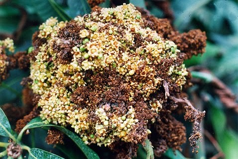 MANGO TREES: Mango Malformation Disease (MMD)