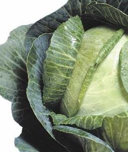 FOOD HISTORY: History of Cabbage