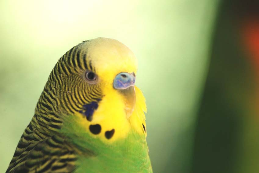 Budgies are Awesome: Amazing Senses pt. 2