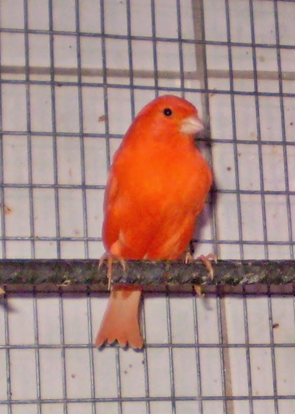 Red Budgerigar