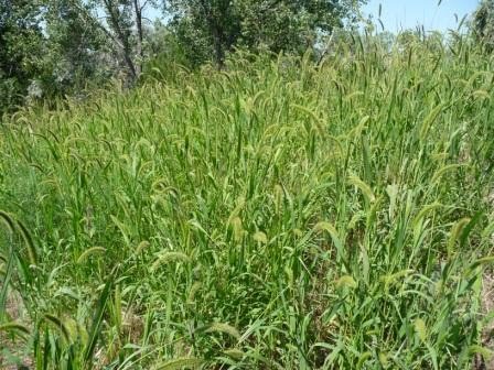 Budgies are Awesome: Australia: Homeland of Budgies (3)