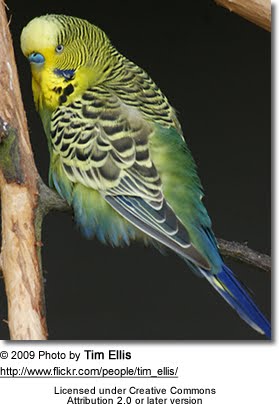 Budgies are Awesome: Smallest parrot species in the World