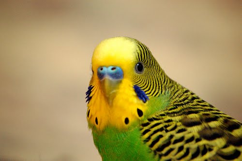 Budgies are Awesome: A day in the life of a wild budgerigar