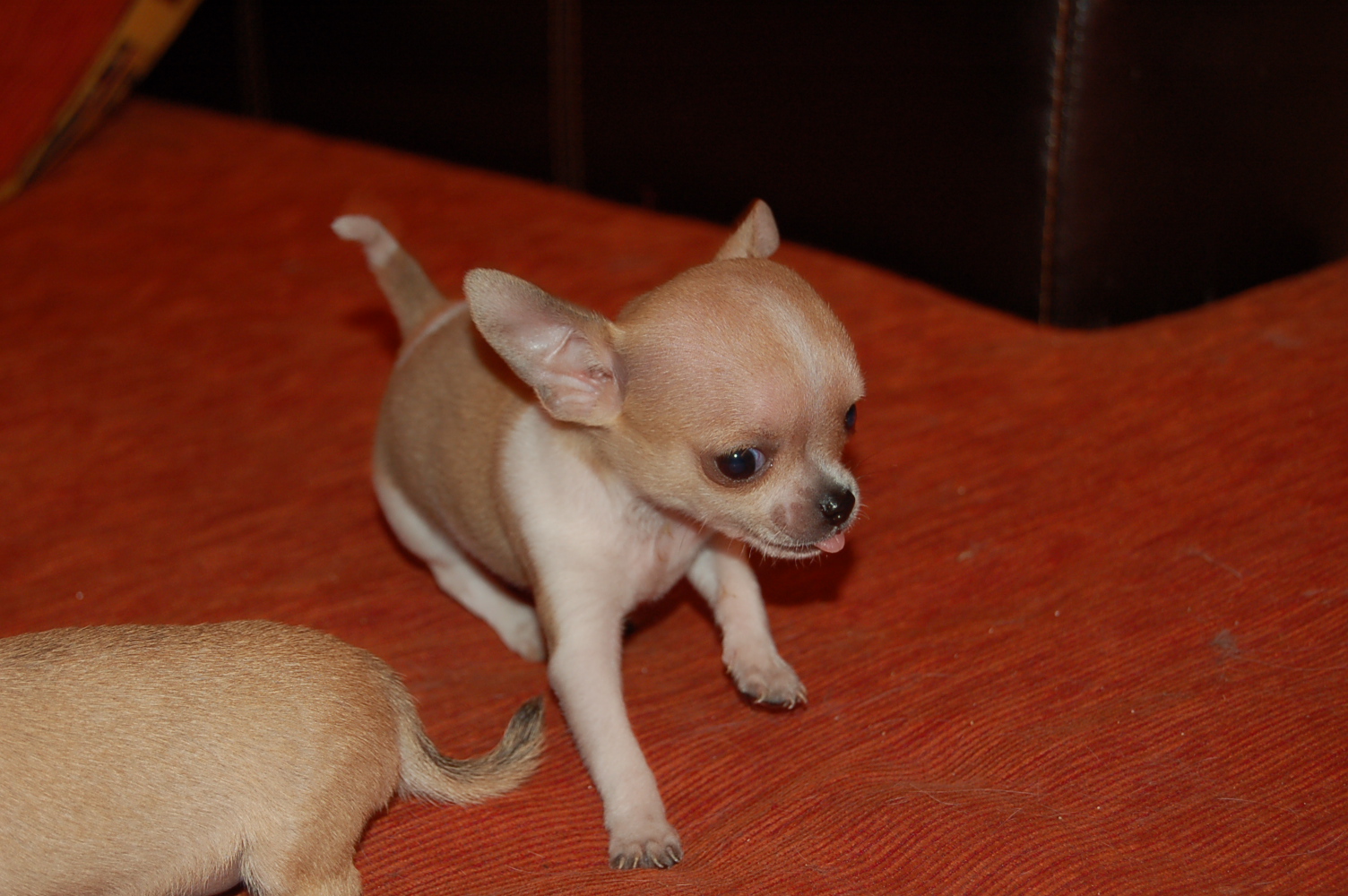 CHIHUAHUA "TOY": cuccioli disponibili