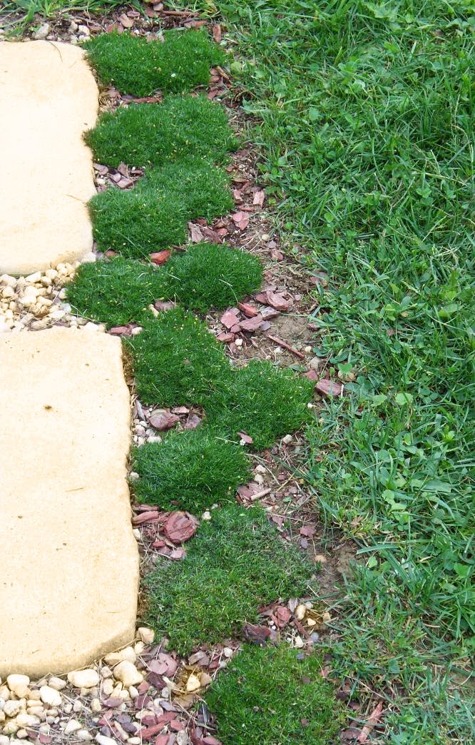 Happy in PA.: moss ground cover