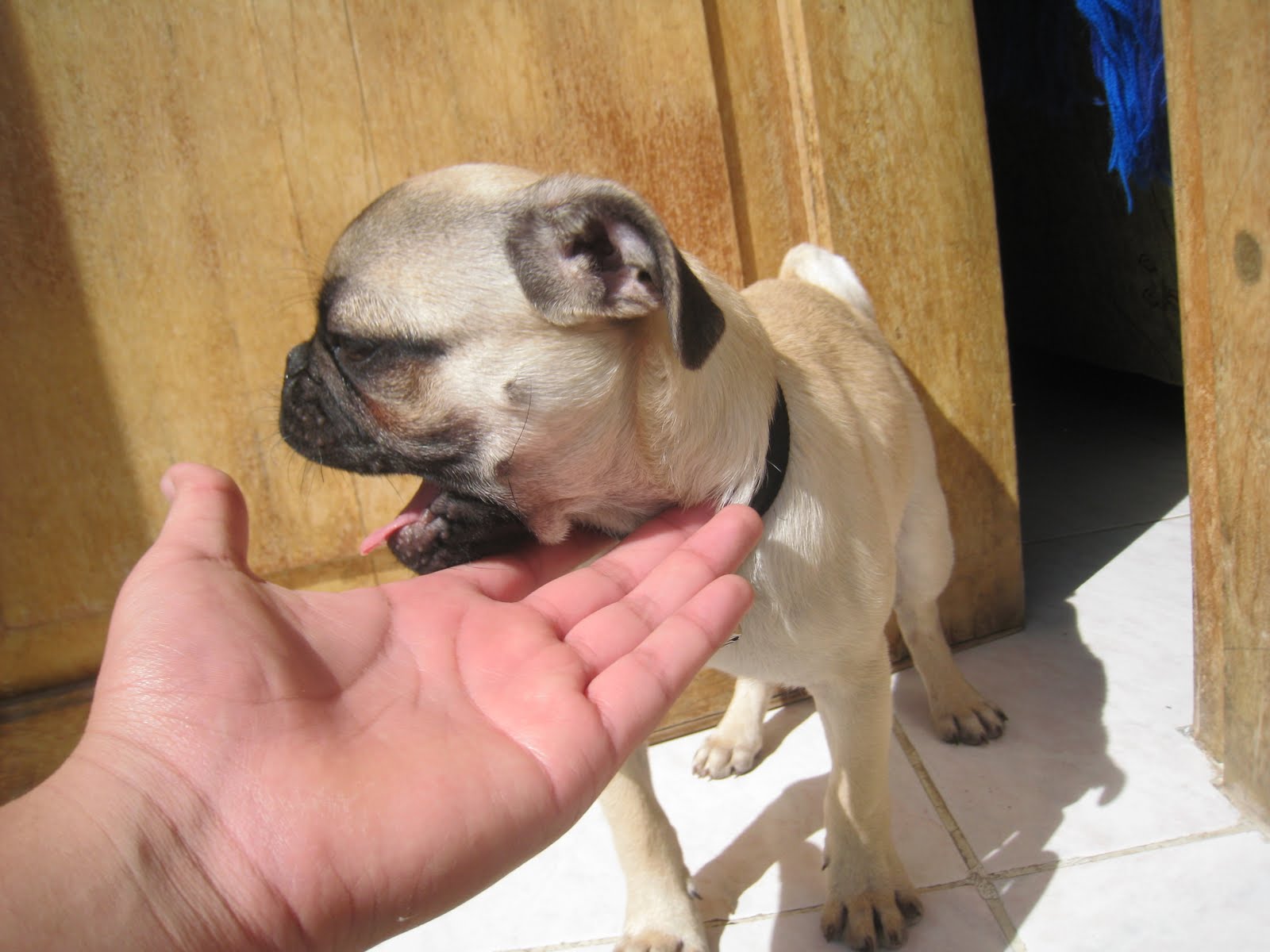 BLOG DE JIMY ARIAS: VENDO HERMOSO CACHORRO PUG DE 3 MESES DE EDAD PARA ...