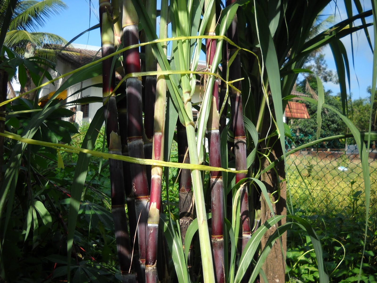 KENALI POKOK SAYANGI POKOK: TEBU HITAM
