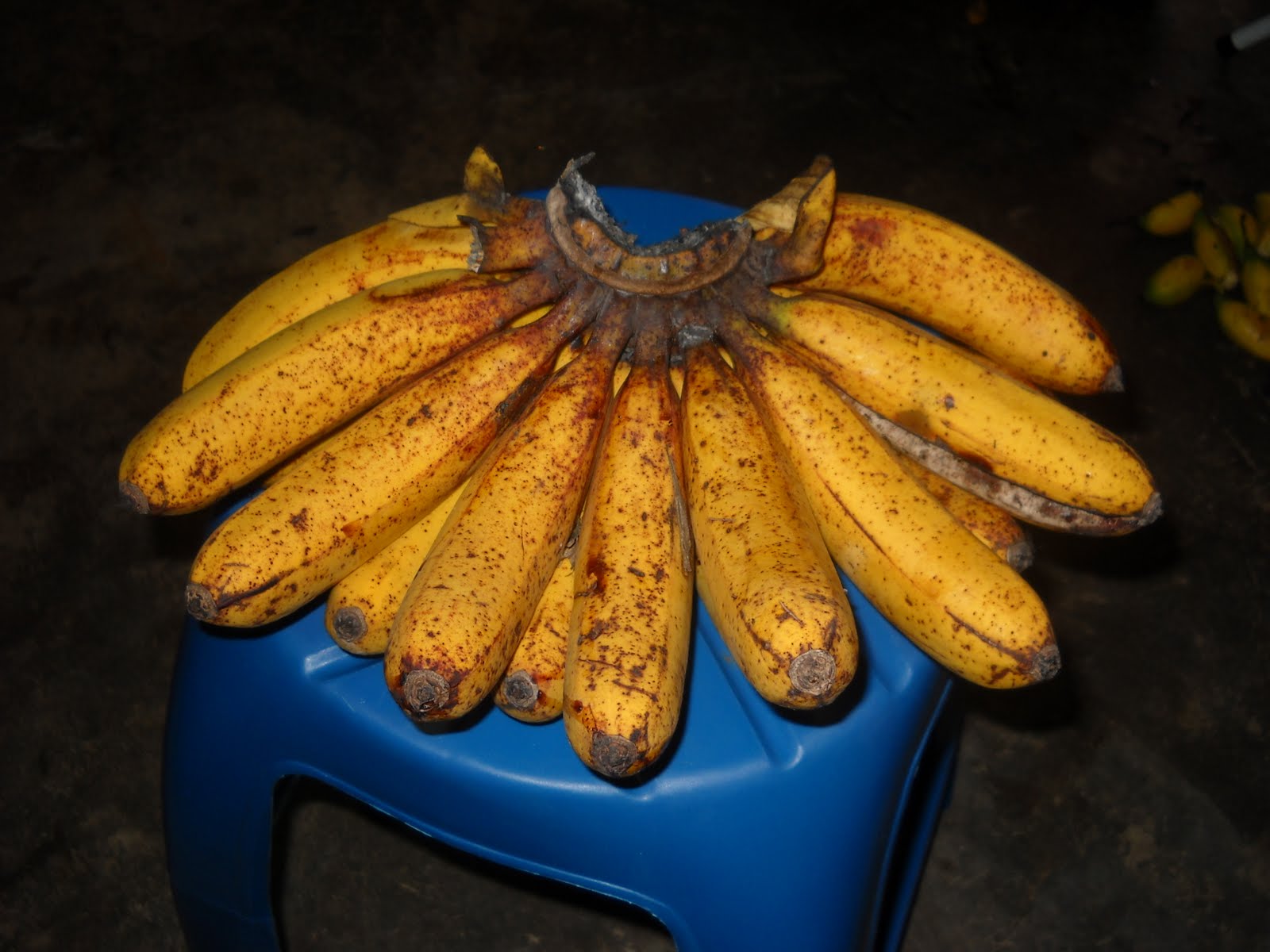 KENALI POKOK SAYANGI POKOK: PISANG BERANGAN