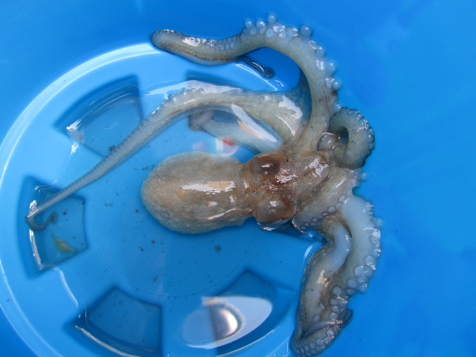 Lista de animales que nadan - Imagui