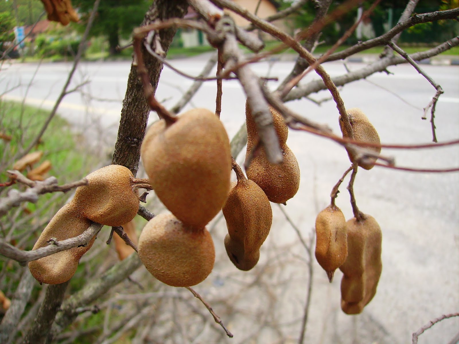 Garden Chronicles of James David: Tamarind Tree
