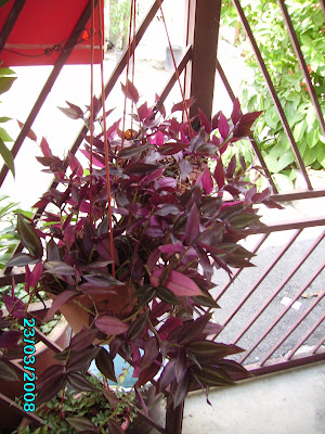 Garden Chronicles of James David: Wandering Jew - Tradescantia Zebrina ...