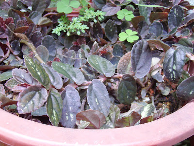 Garden Chronicles of James David: Trailing Watermelon Begonia ...