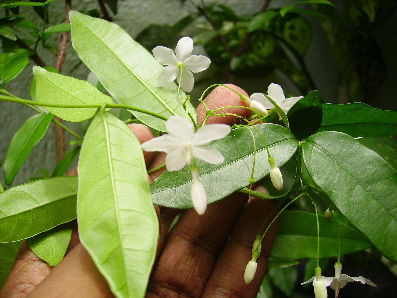 Garden Chronicles of James David: More Jasmines (Coral Swirl / Water ...